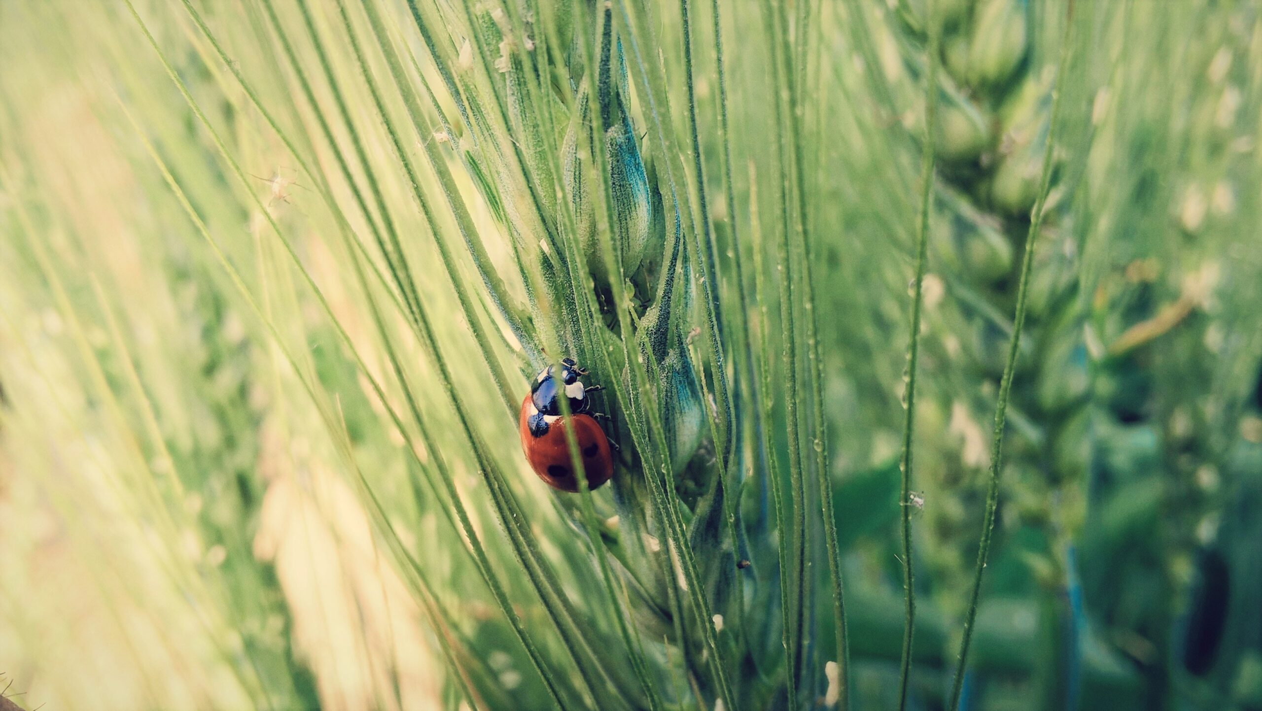 When medicine feeds the problem - Oxford Real Farming Conference