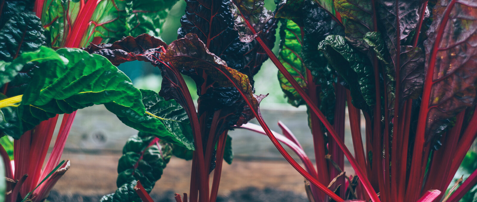 Oxford Real Farming Conference