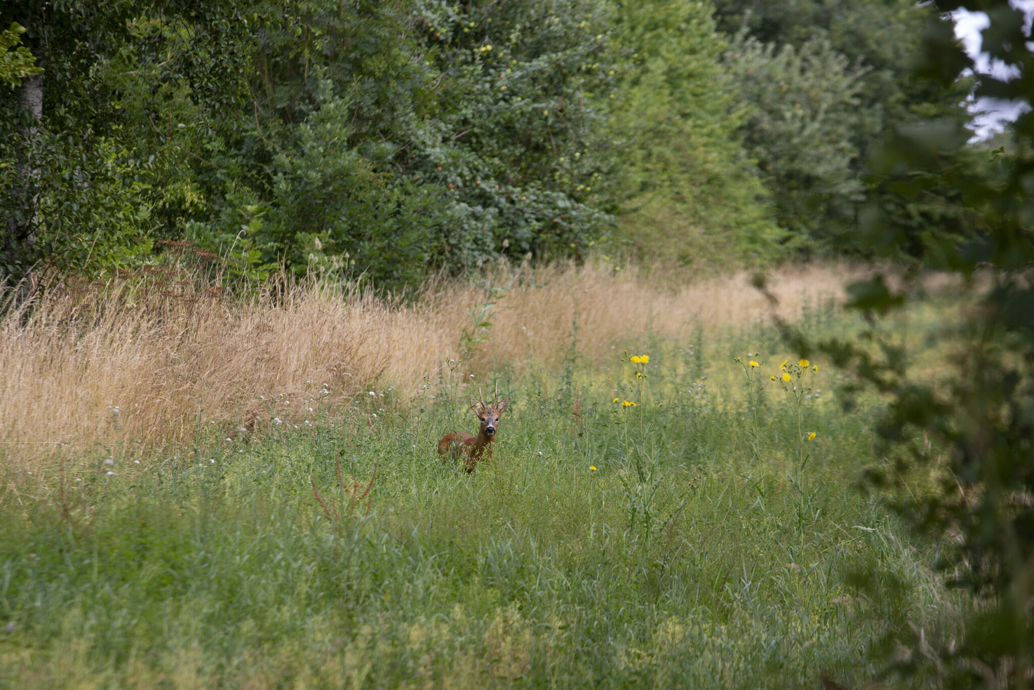 ORFC in the Field at Wakelyns 2025 - Oxford Real Farming Conference